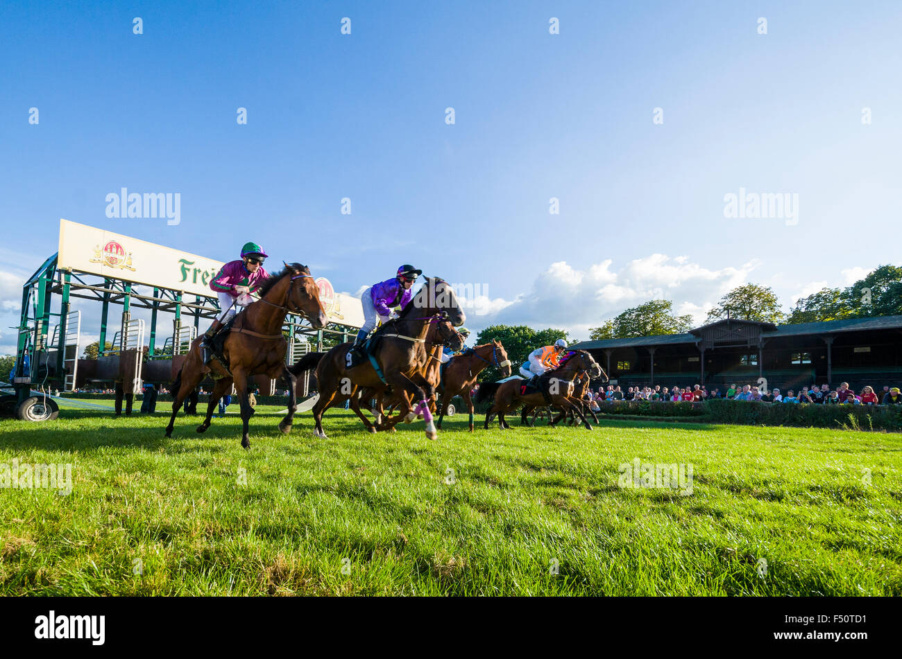 Horses with jockeys just starting the race out of the startbox, seen ...