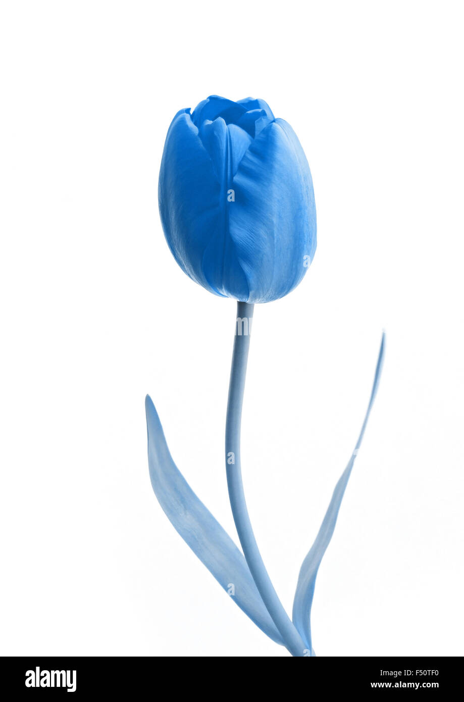 Blue rose flower on white background Stock Photo - Alamy