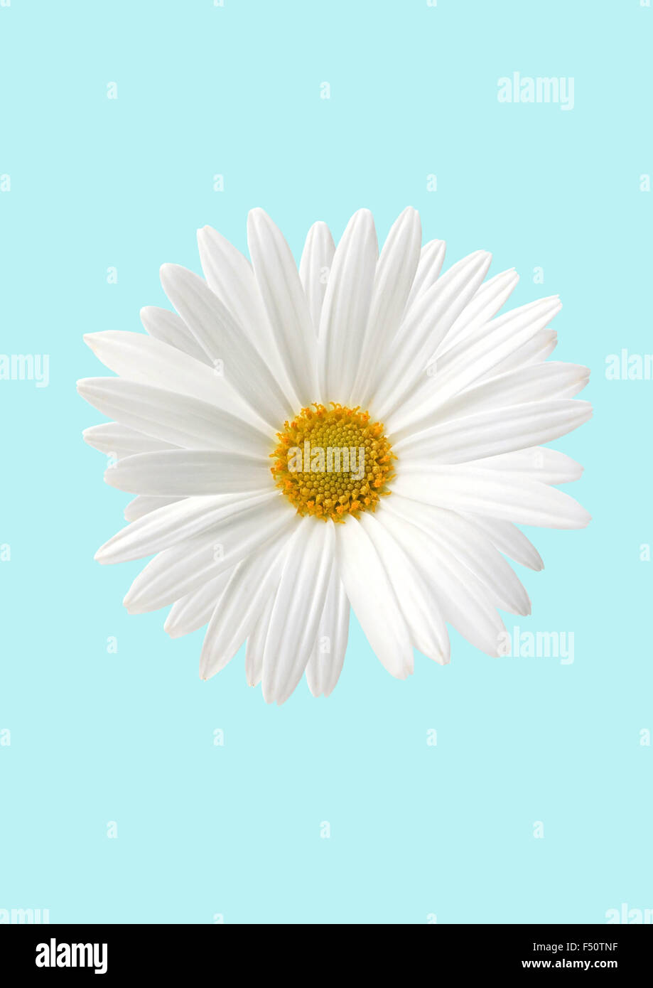 White sunflower floral on light blue background Stock Photo - Alamy