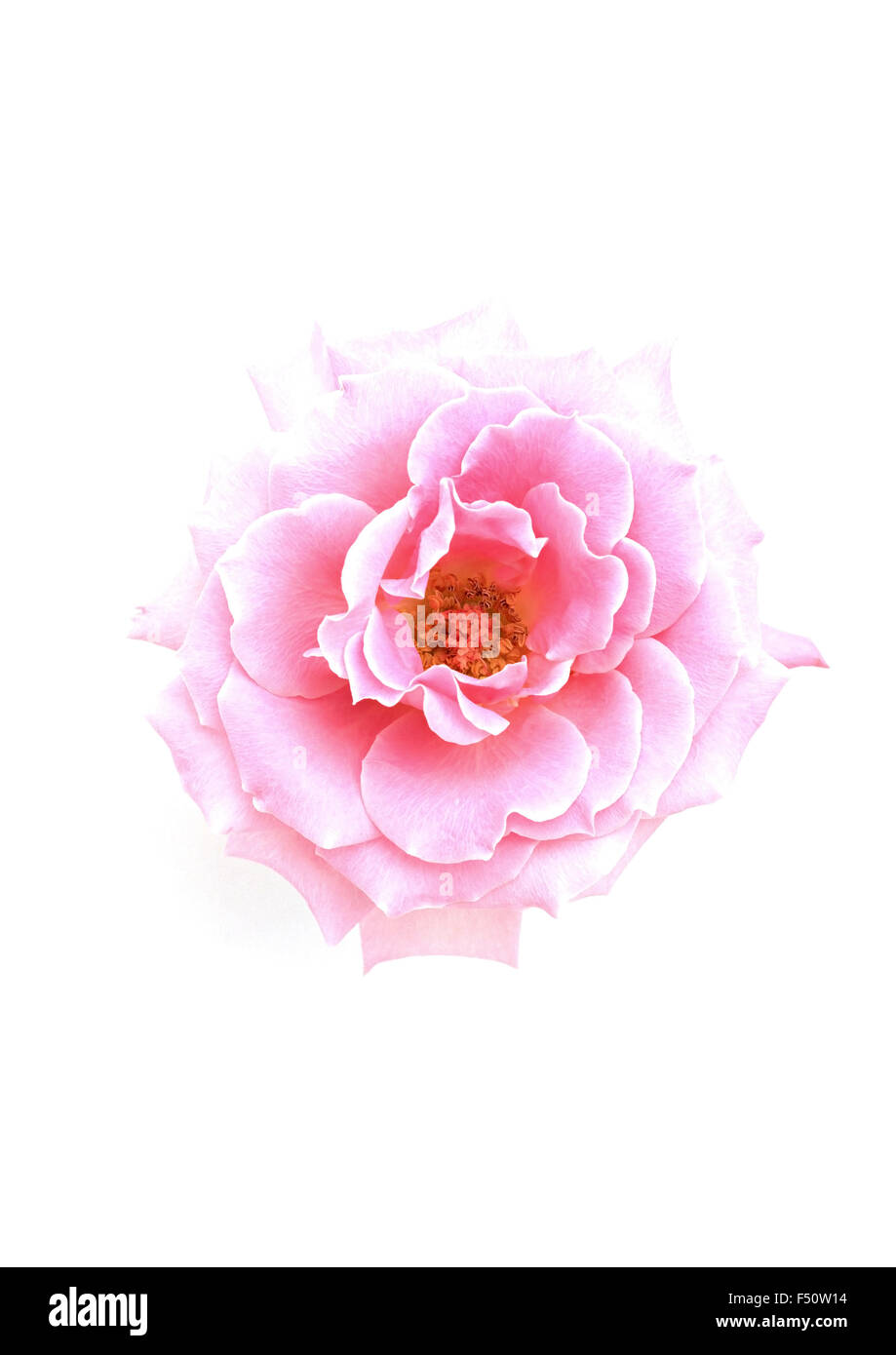 Flower top view Cut Out Stock Images & Pictures - Alamy