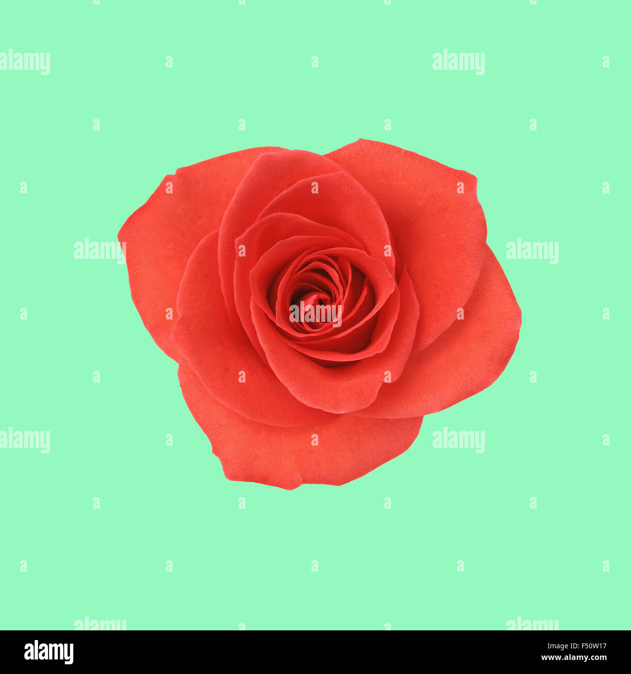 Flower red rose on mint green background Stock Photo - Alamy