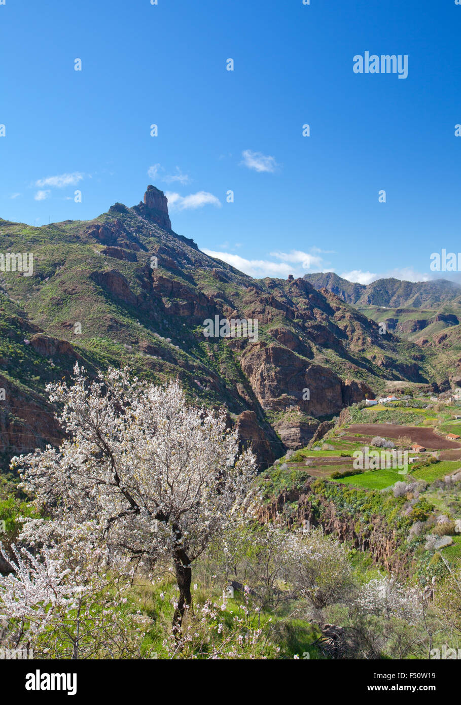 Gran Canaria, Caldera de Tejeda in February, almond trees in full bloom ...