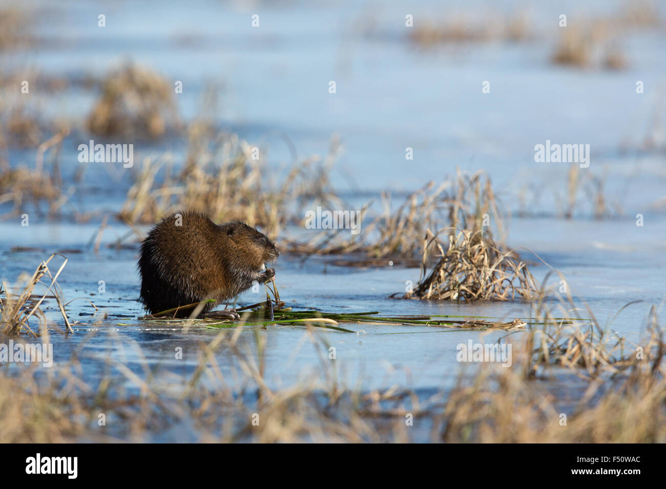 Muskrat hi-res stock photography and images - Alamy