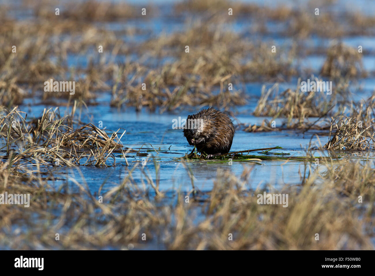 Muskrat on ice hi-res stock photography and images - Alamy