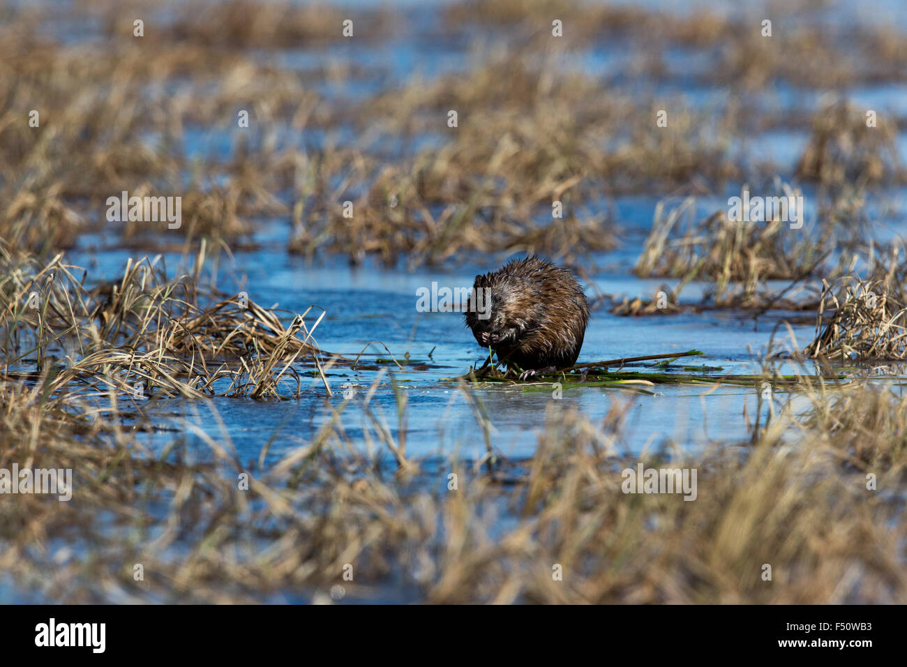 Marshy habitat hi-res stock photography and images - Alamy