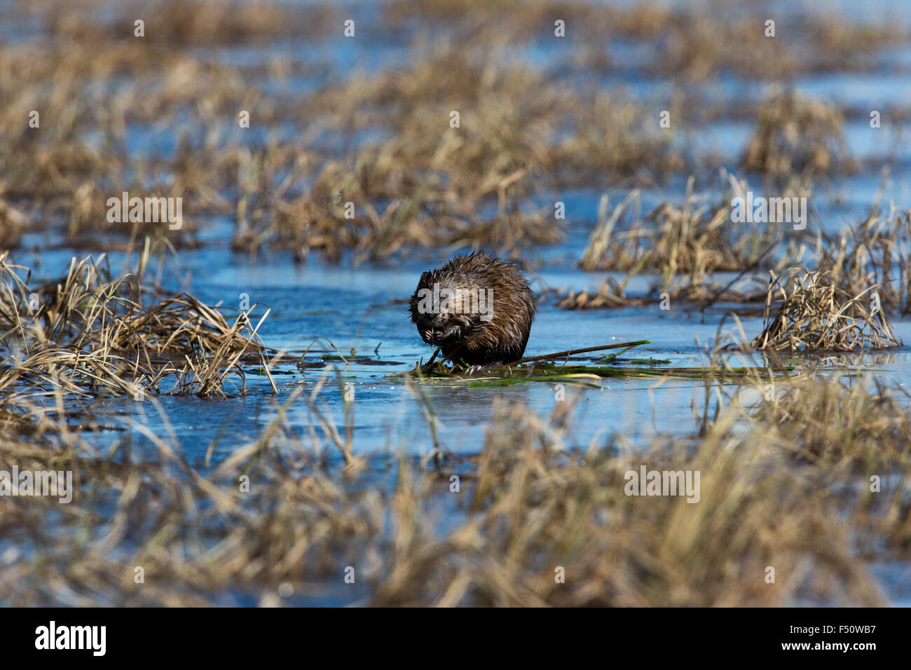 Muskrat in winter hi-res stock photography and images - Alamy