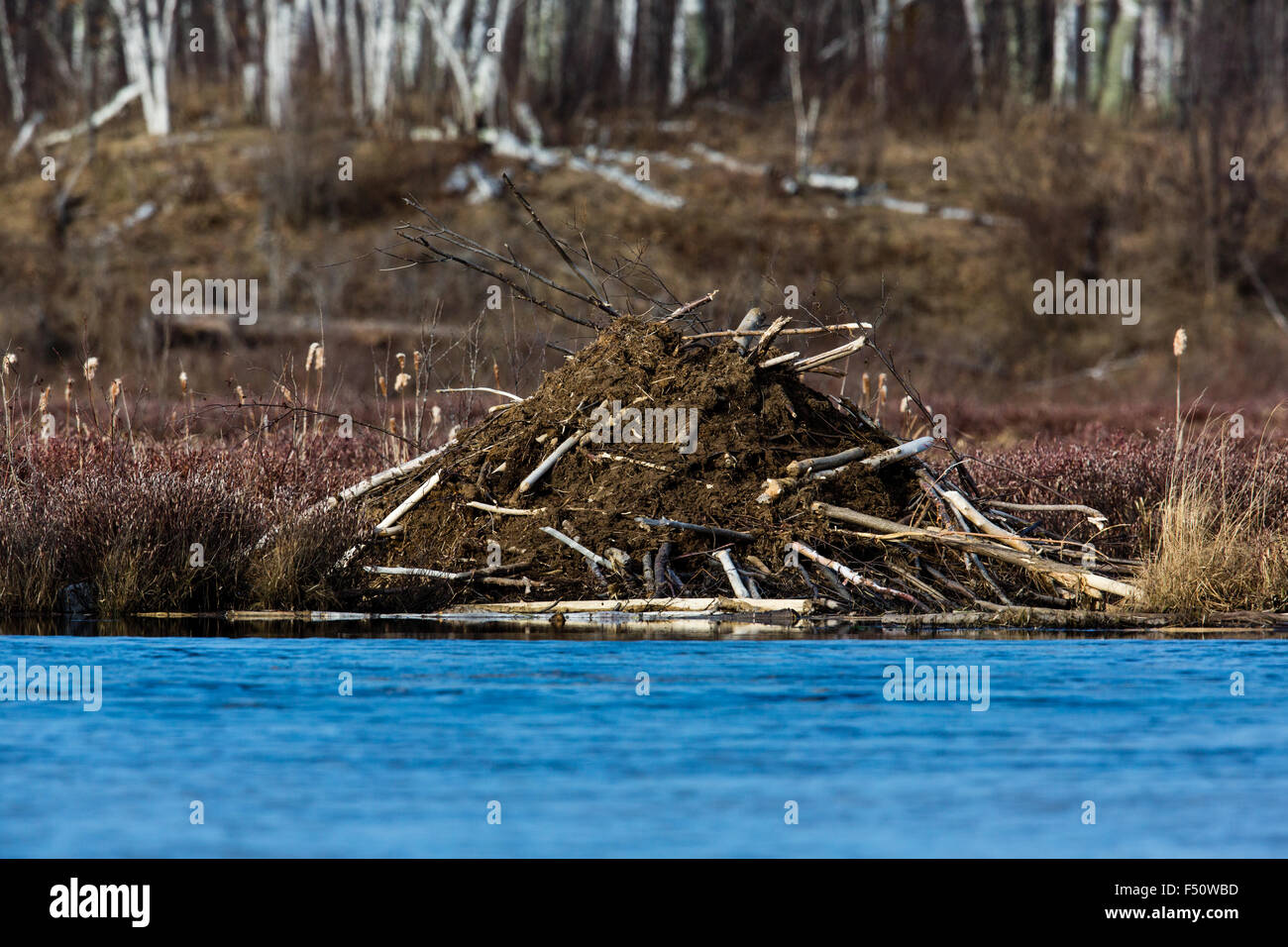 American beaver lodge hi-res stock photography and images - Alamy
