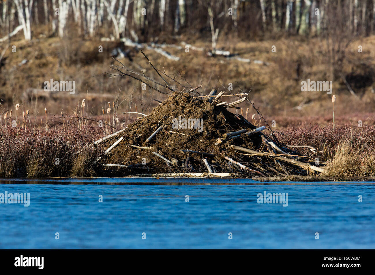 American beaver lodge hi-res stock photography and images - Alamy