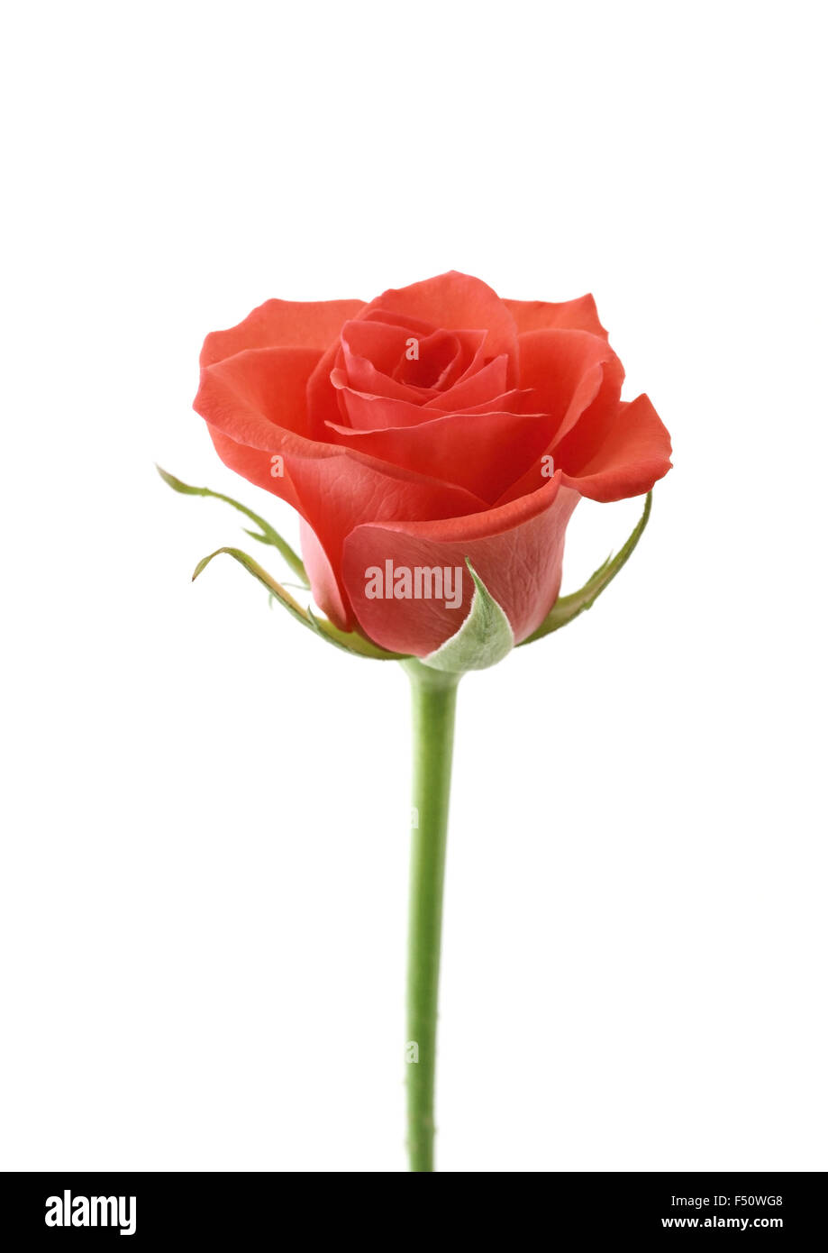 Beautiful Single Rose Flowers