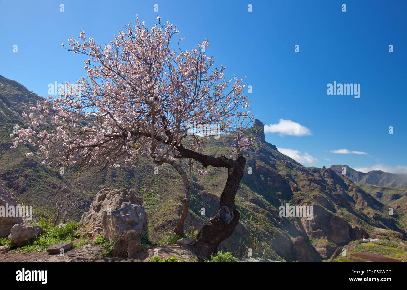 Gran Canaria, Caldera de Tejeda in February, almond trees in full bloom ...