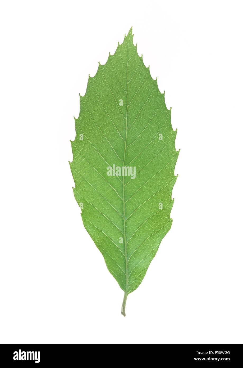 Single green leaf with strips closeup Stock Photo - Alamy