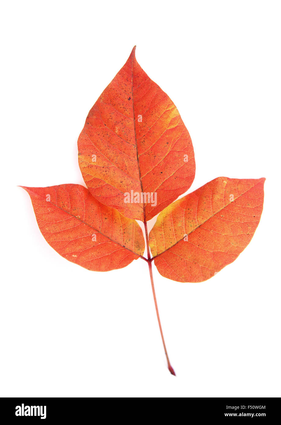 Closeup closeup detail hi-res stock photography and images - Alamy