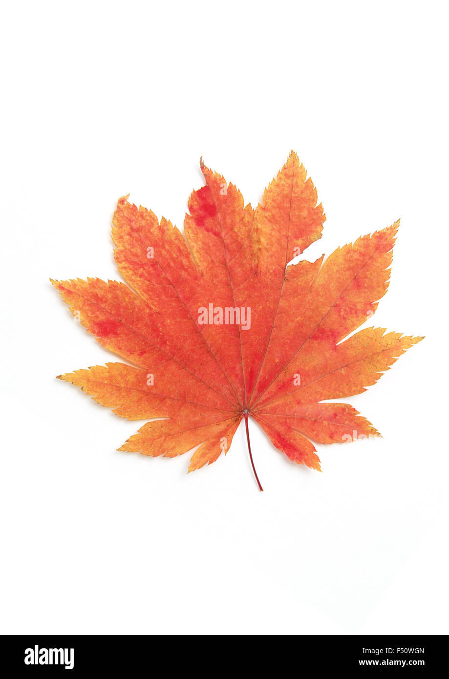 Autumn forest background maple leaf Cut Out Stock Images & Pictures - Alamy