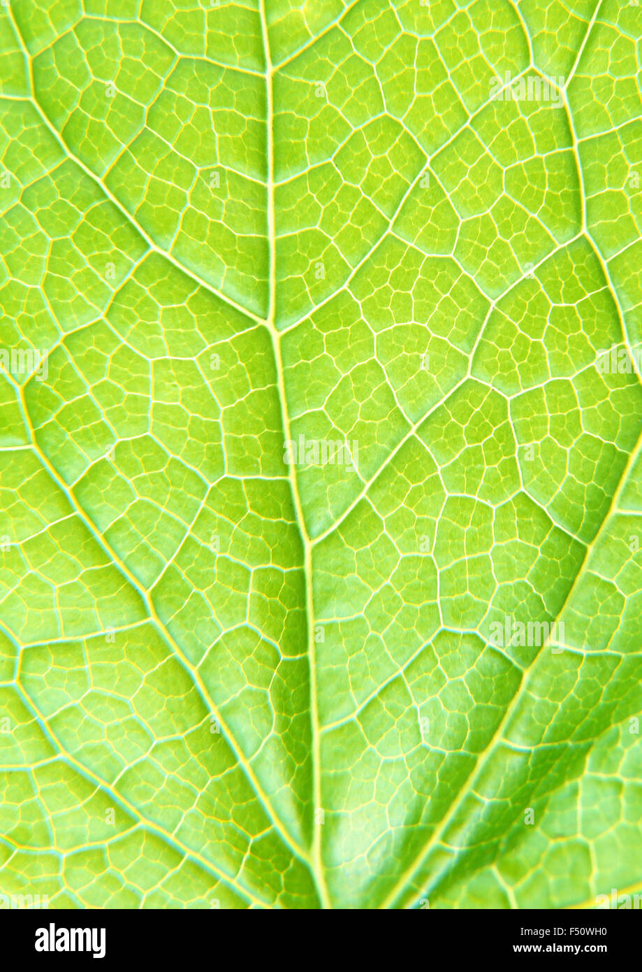Green leaf with strips closeup Stock Photo - Alamy