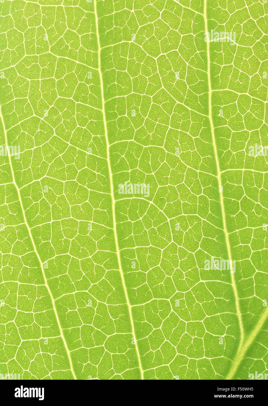 Leaf stem pattern hi-res stock photography and images - Alamy