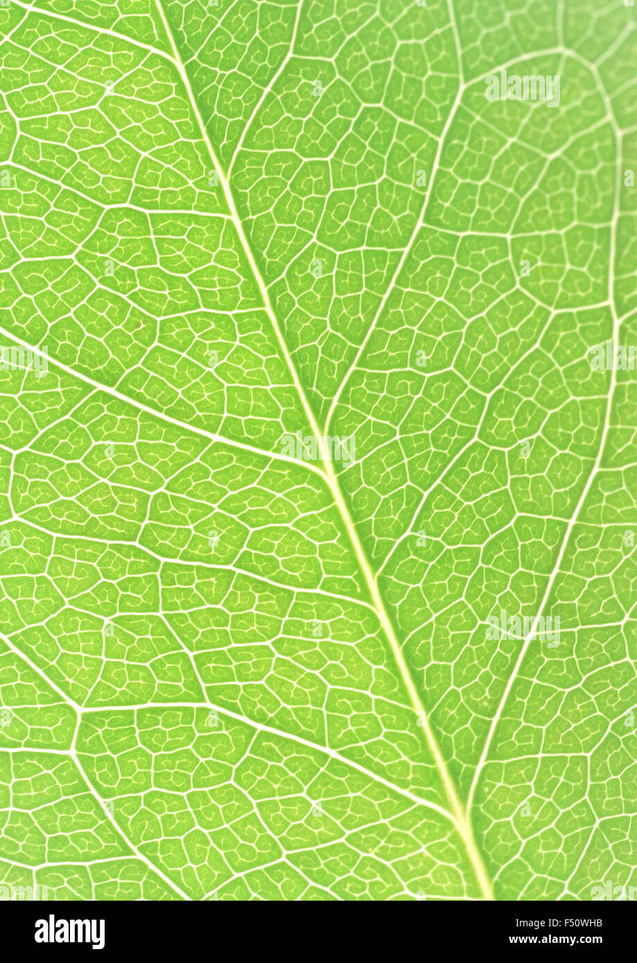 Green leaf with strips closeup Stock Photo - Alamy