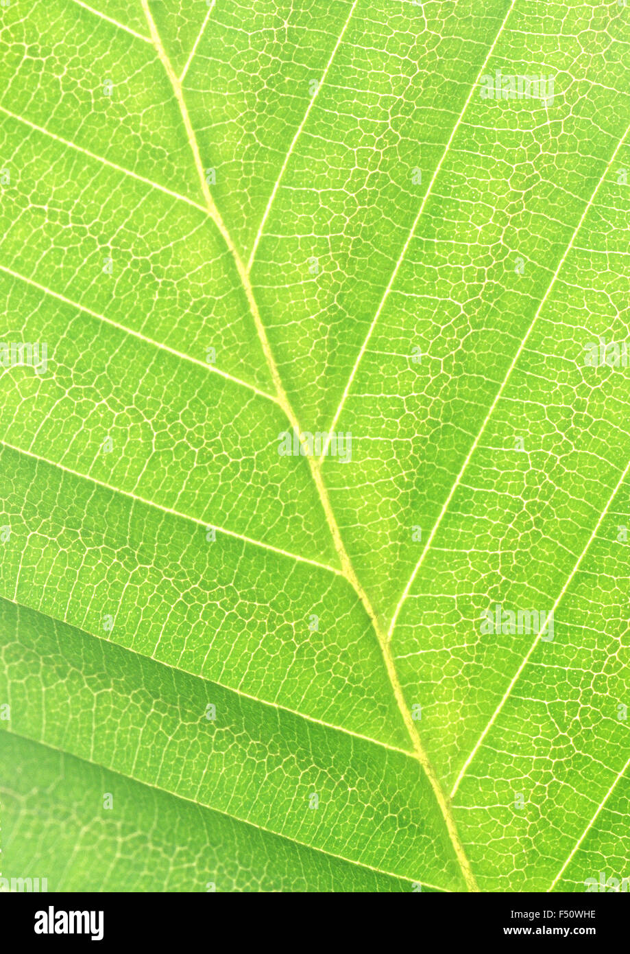 Green leaf with strips closeup Stock Photo - Alamy