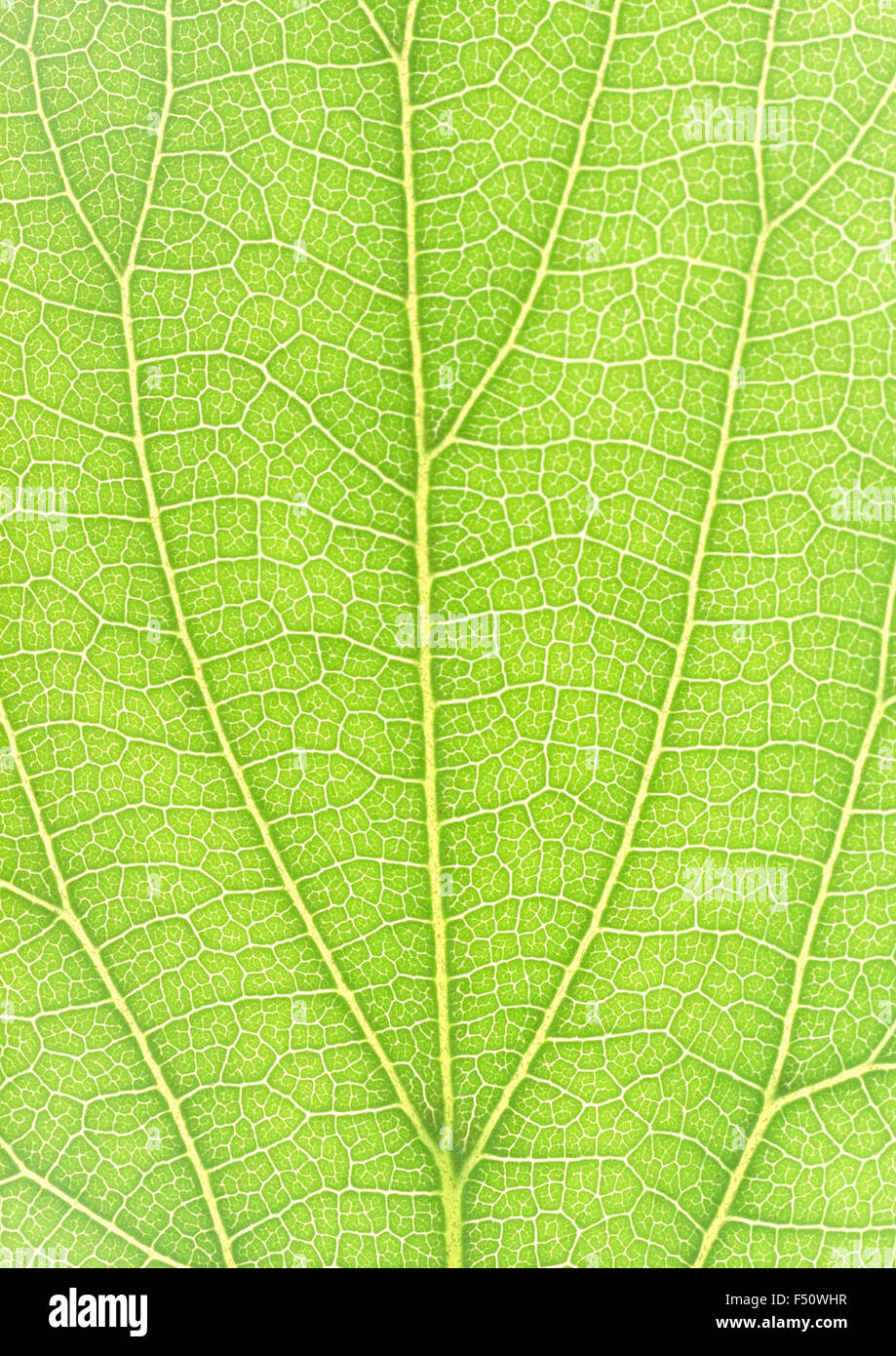 Green leaf with strips closeup Stock Photo - Alamy