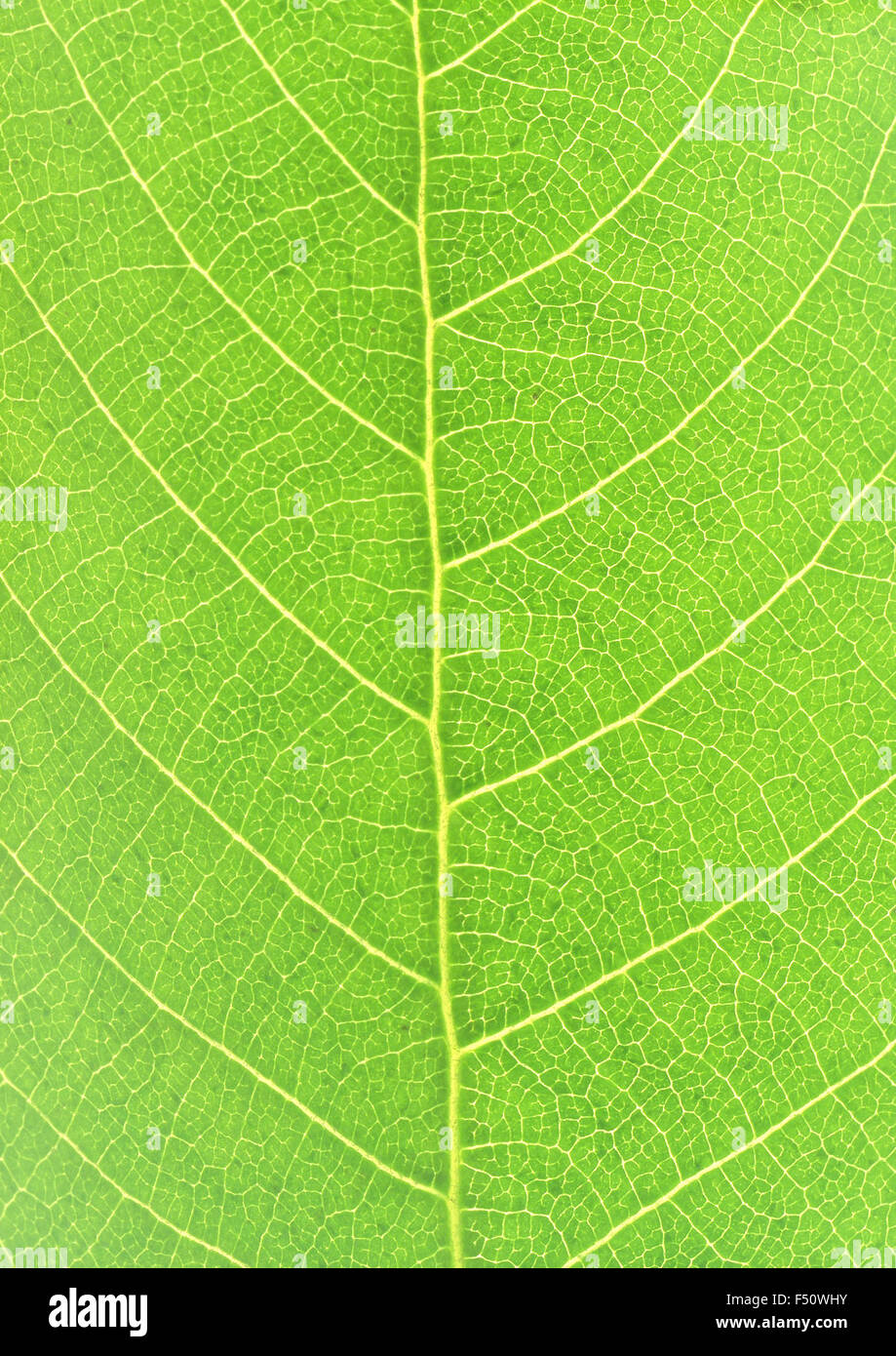 Green leaf with strips closeup Stock Photo - Alamy
