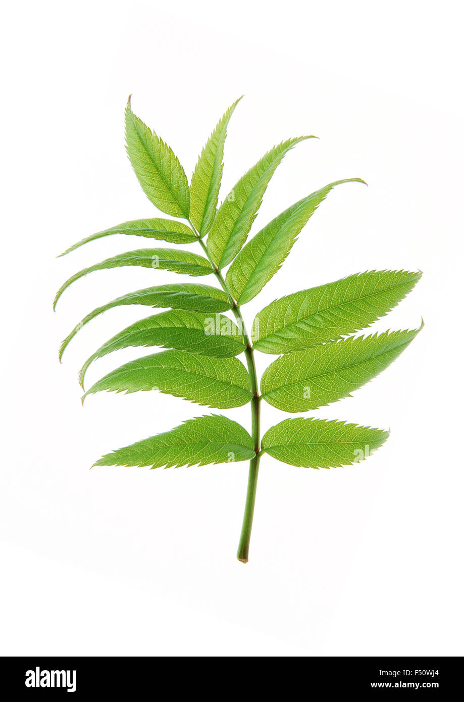Green leaves with strips closeup Stock Photo - Alamy