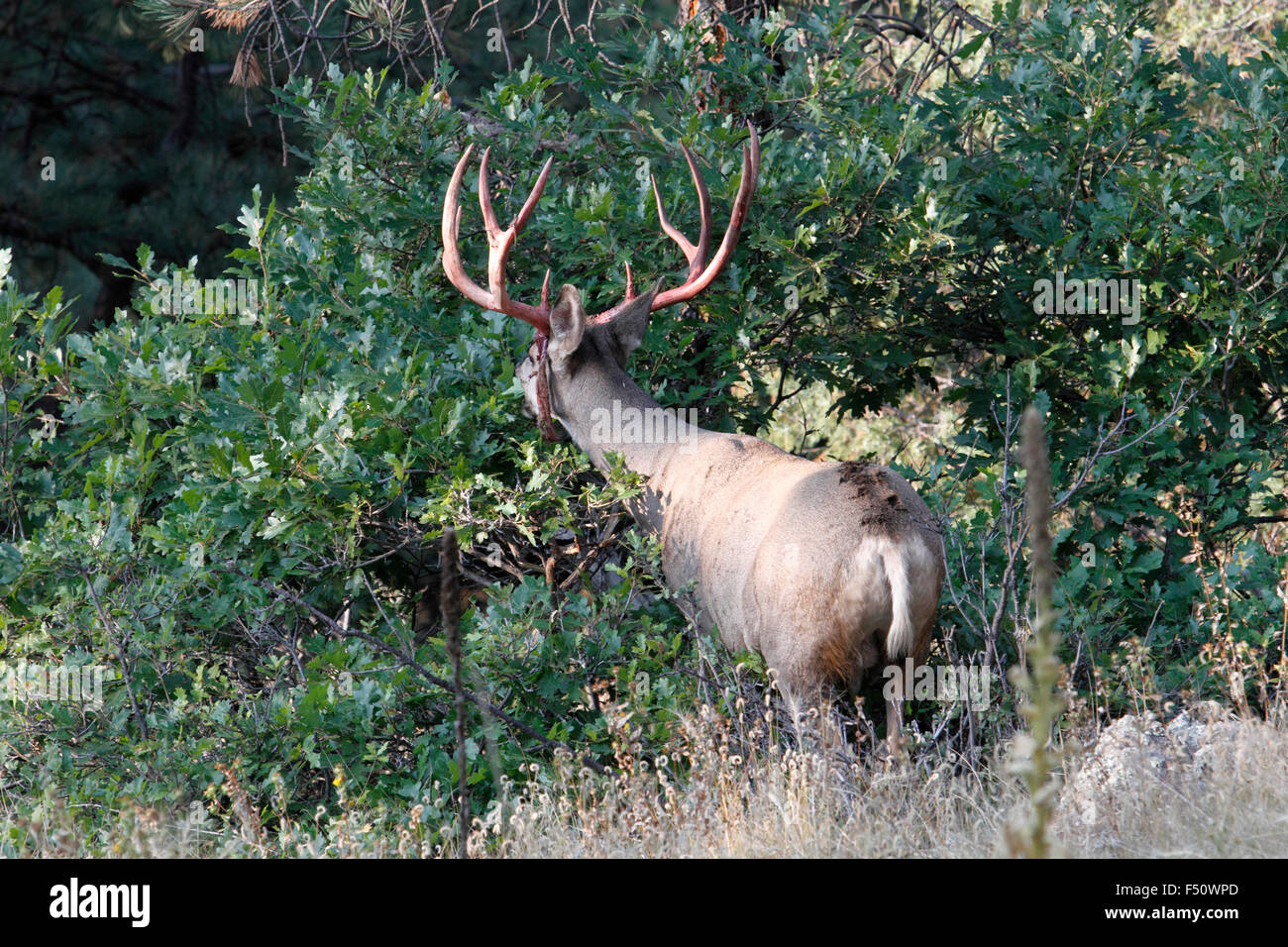 Mule Deer just out of velvet Stock Photo - Alamy