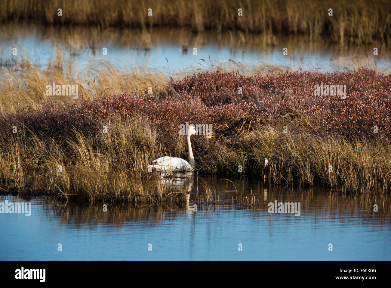Trumpeter swan nest hi-res stock photography and images - Alamy