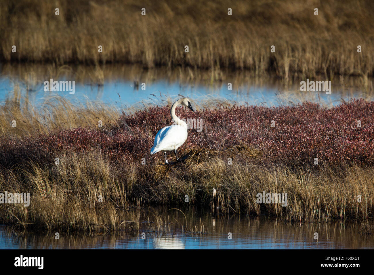 Trumpeter swan nest hi-res stock photography and images - Alamy