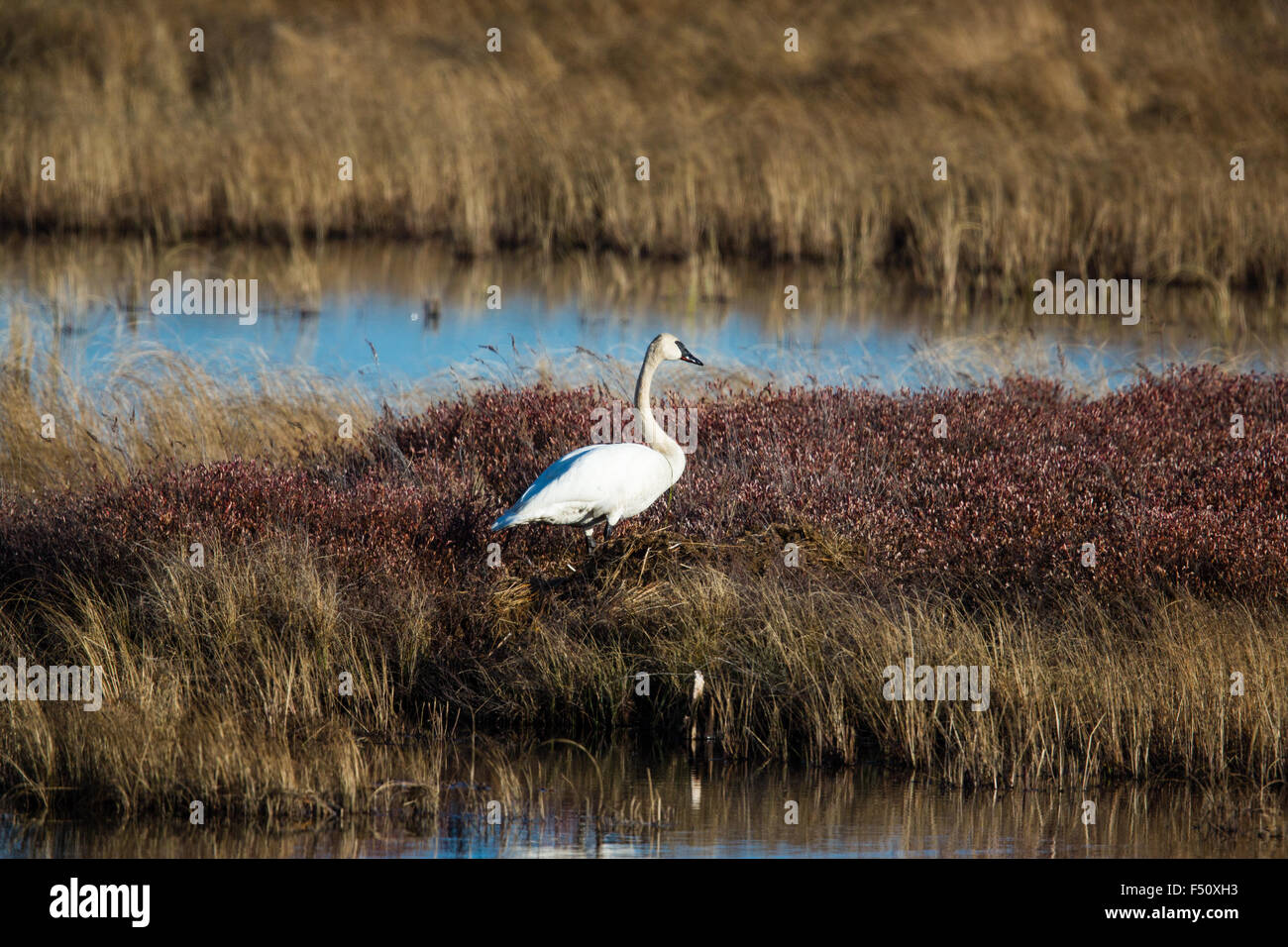 Trumpeter Swan Nest High Resolution Stock Photography and Images - Alamy