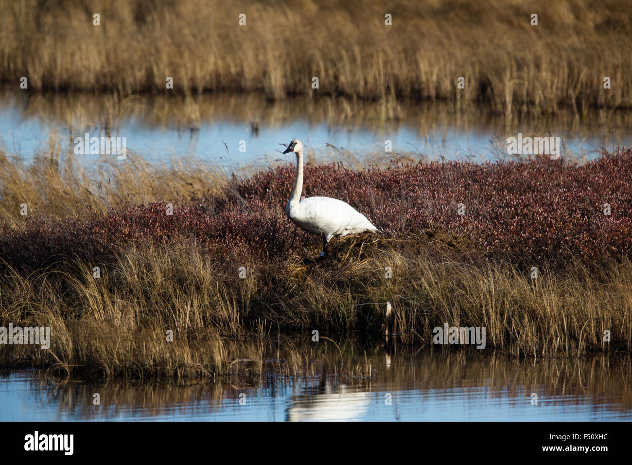 Trumpeter swan nest hi-res stock photography and images - Alamy