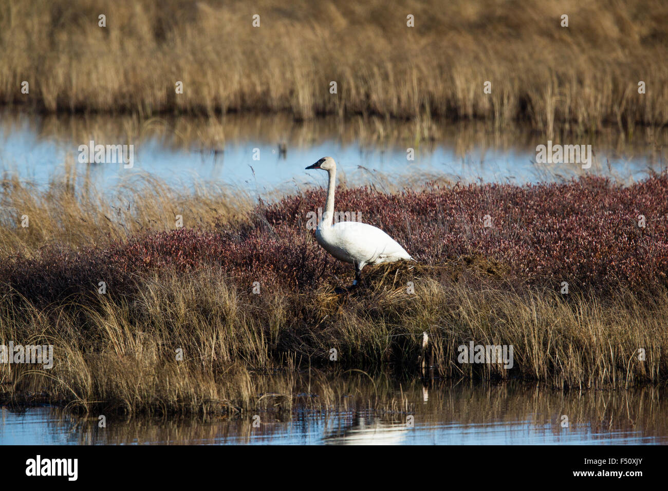Trumpeter swan - Crex Meadows Stock Photo - Alamy