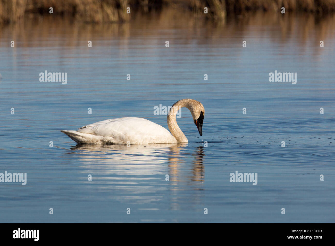 Female trumpeter hi-res stock photography and images - Alamy
