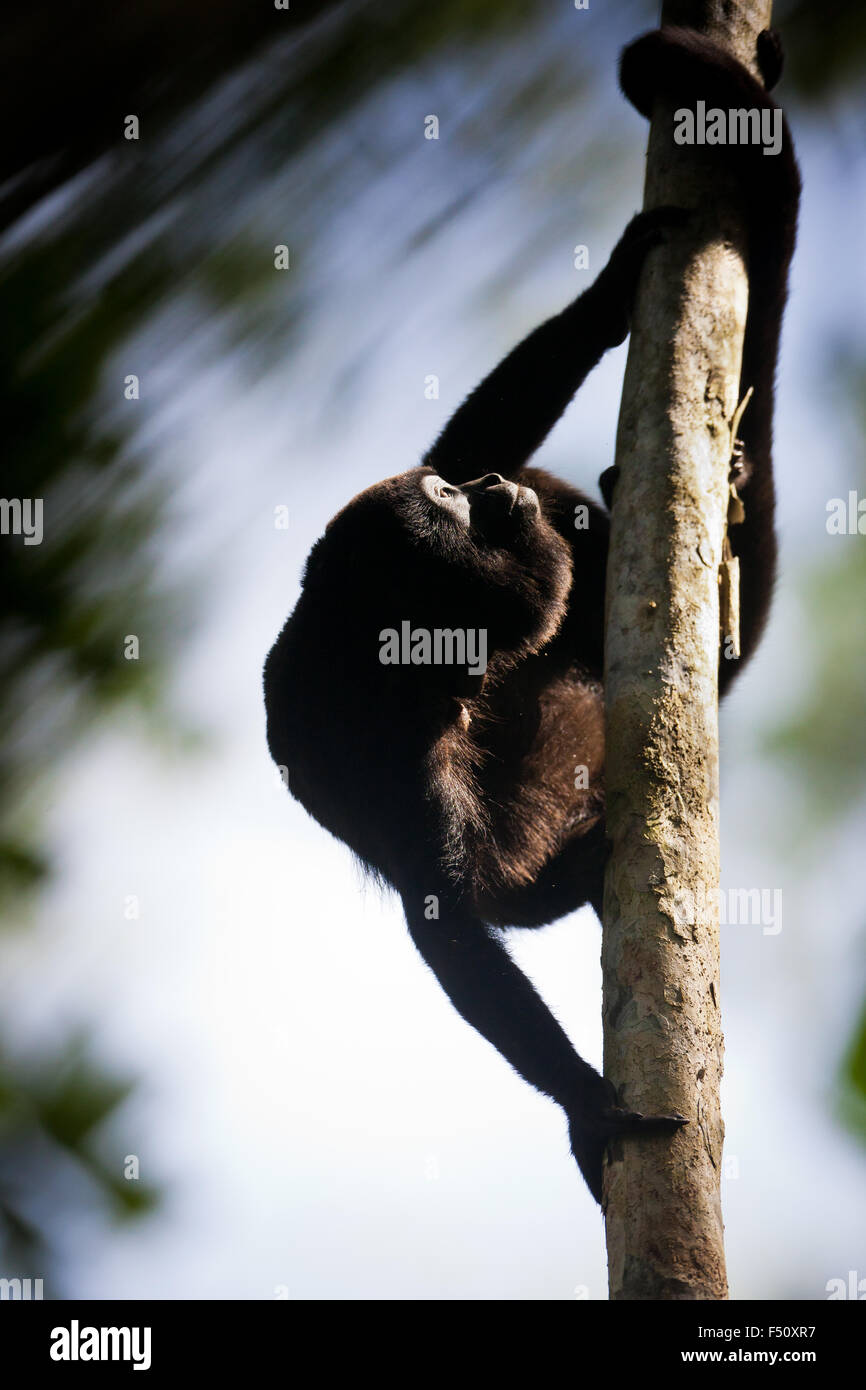 The mantled one hi-res stock photography and images - Alamy