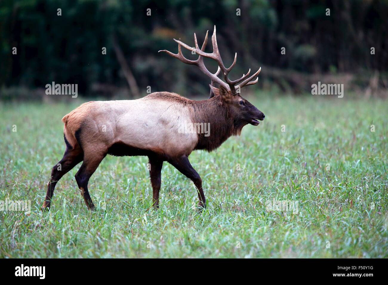 Boxley, AR. 22nd Oct, 2015. A male elk makes his way into an open field ...
