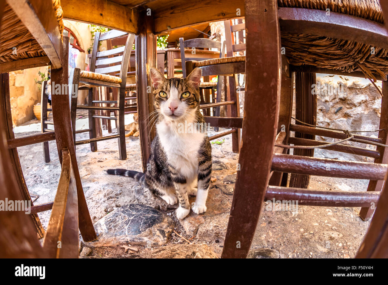 Restaurant cat hi-res stock photography and images - Alamy