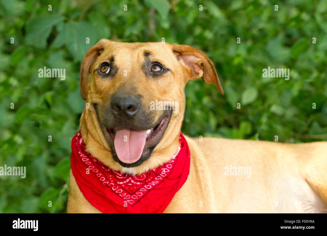 Funny dog is a hilarious expression on this dogs funny face Stock Photo ...