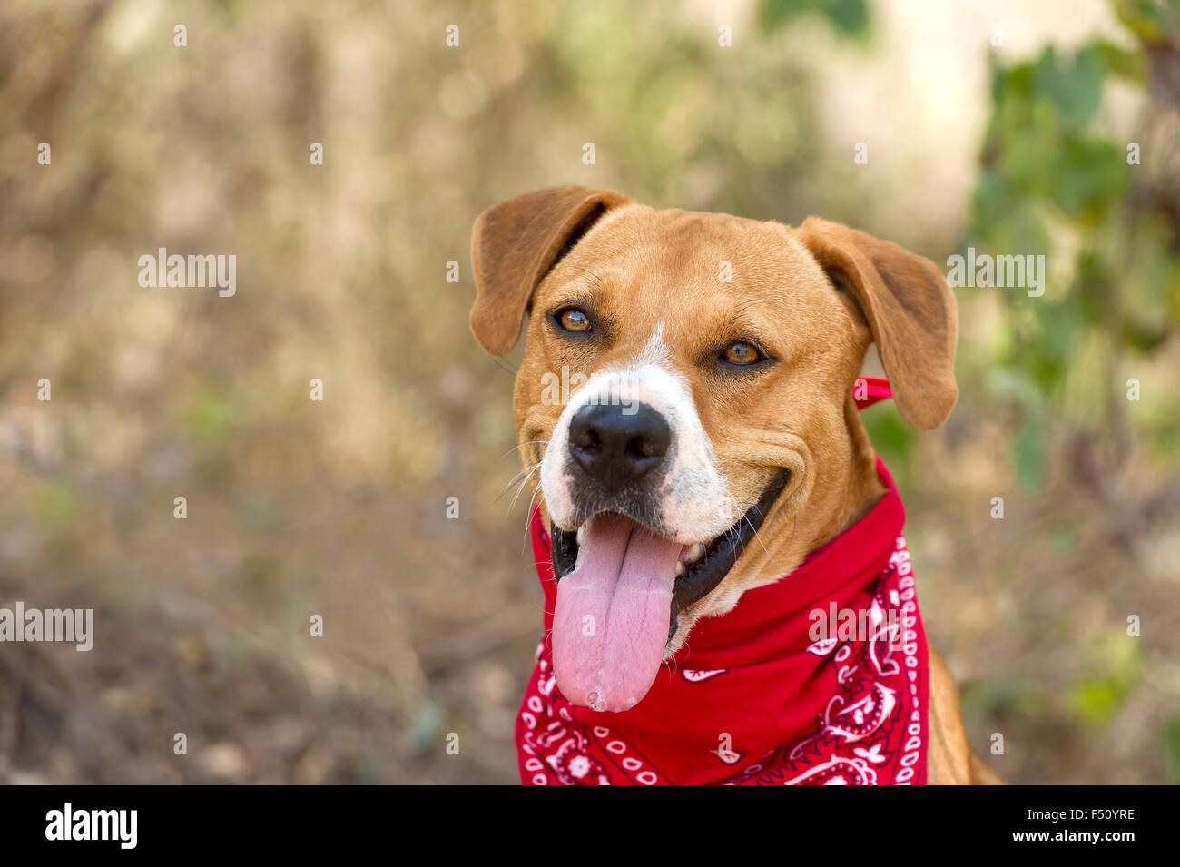 Boxer dog funny hi-res stock photography and images - Alamy