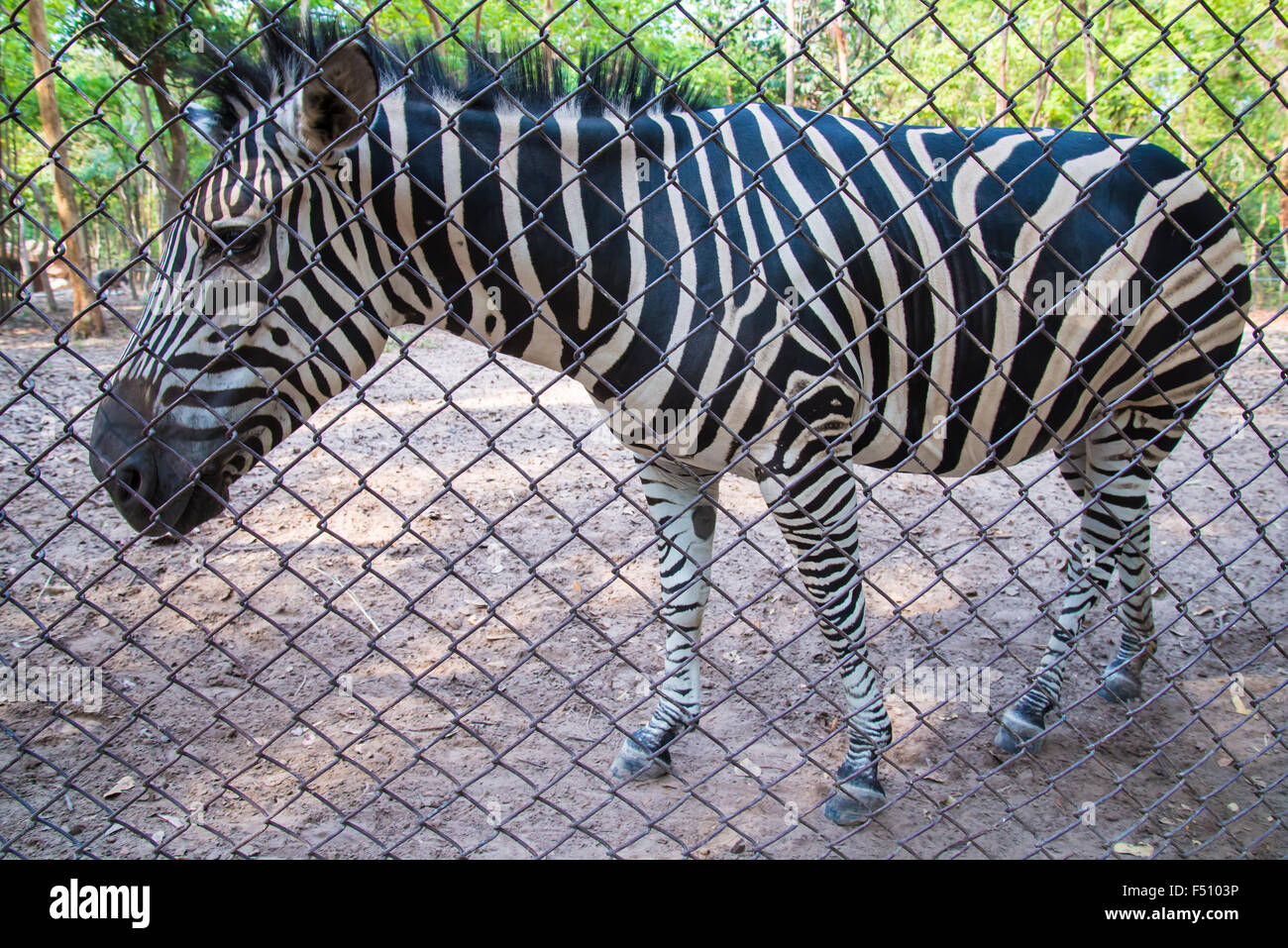 Portrait of a young zebra in the zoo Stock Photo - Alamy