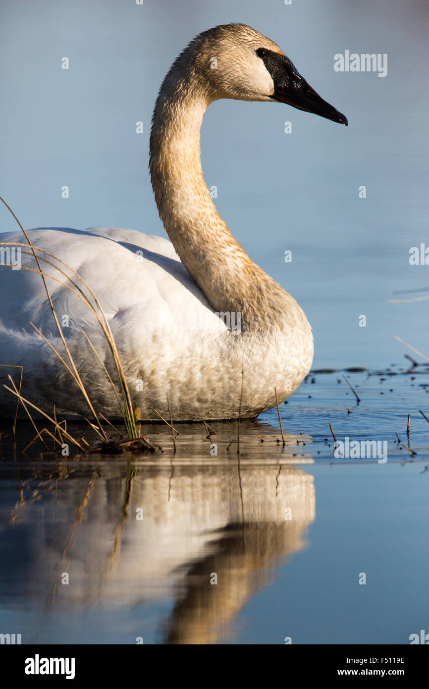 Water trumpeter hi-res stock photography and images - Alamy