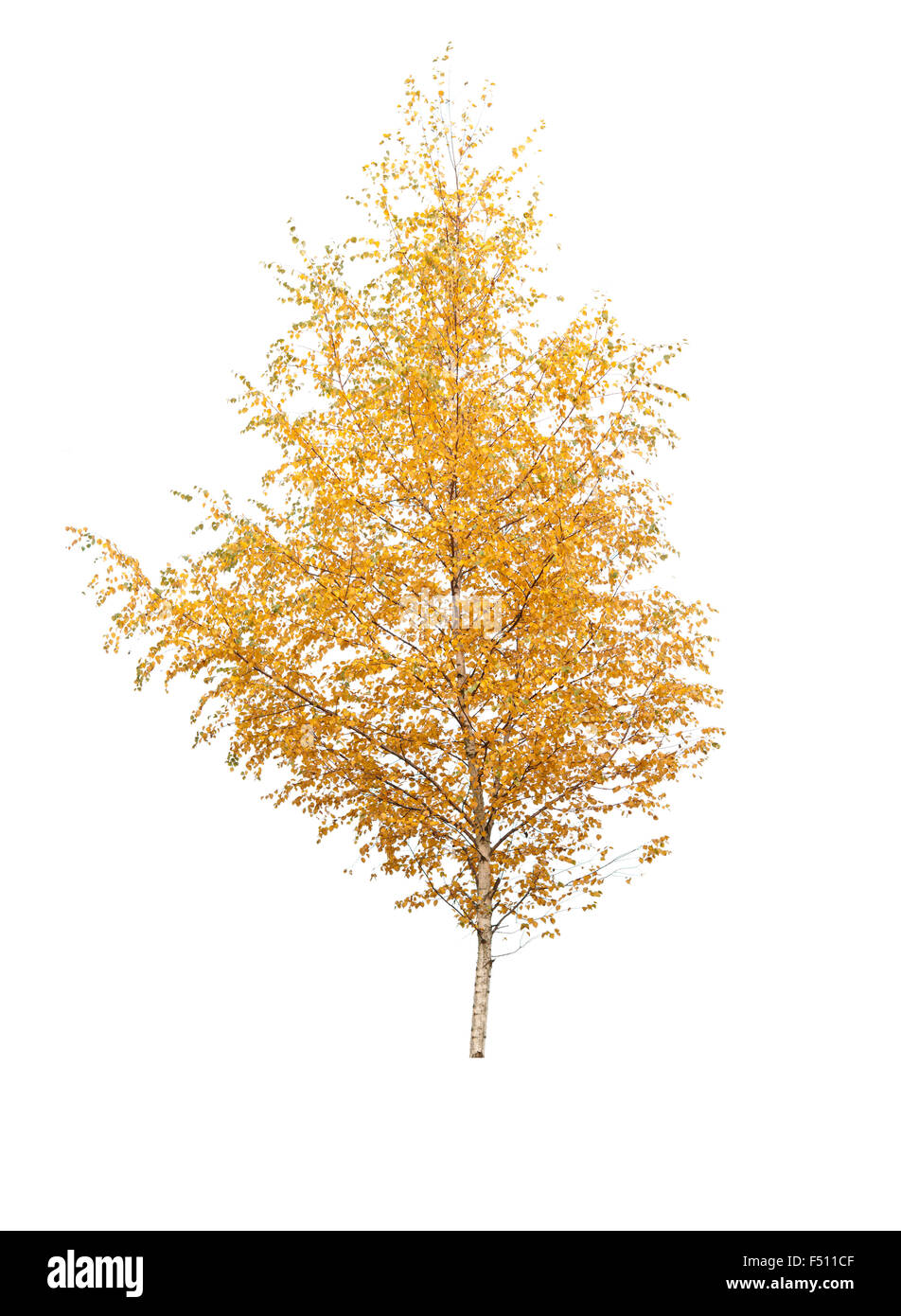 Autumn birch tree isolated Cut Out Stock Images & Pictures - Alamy
