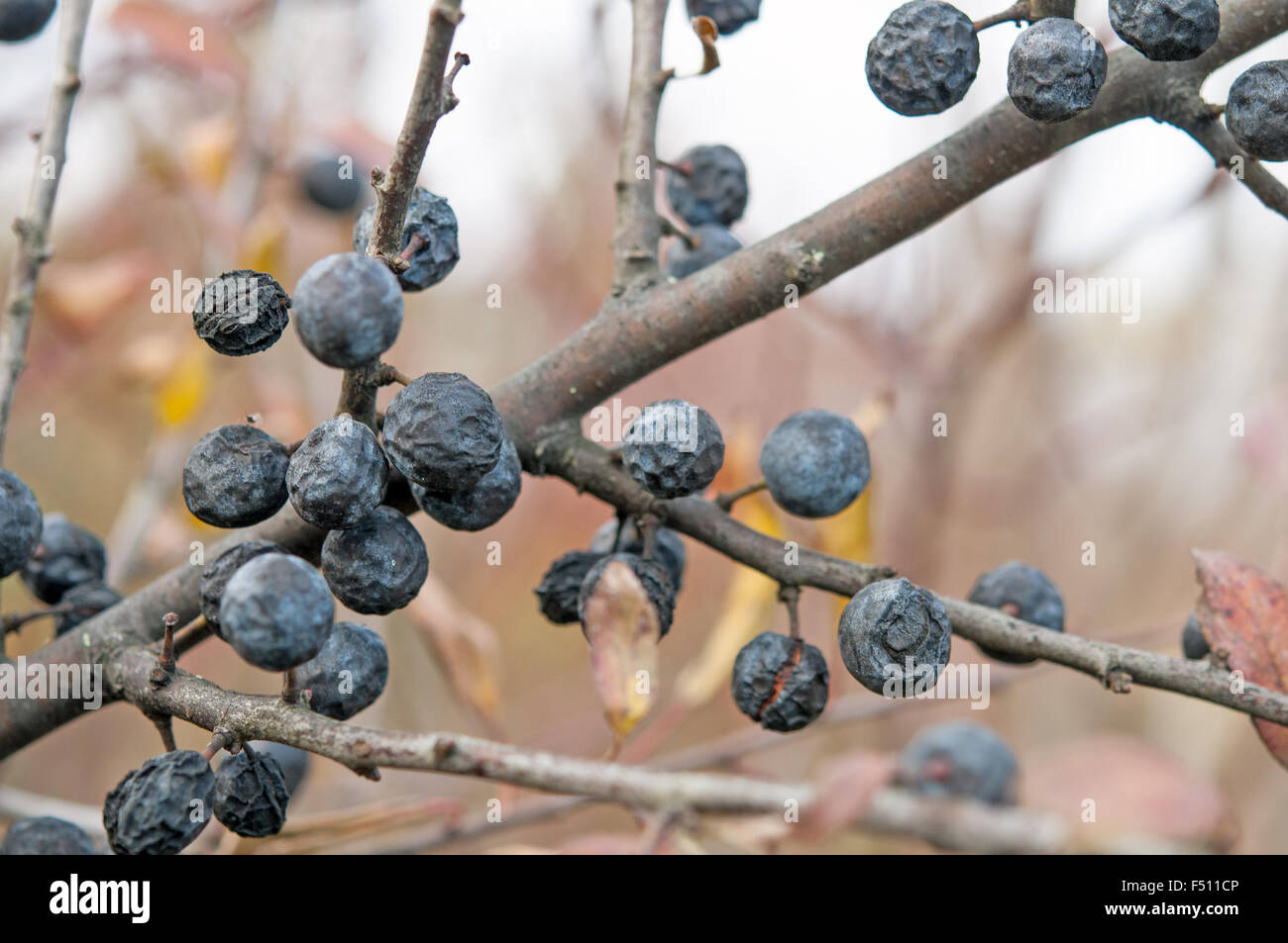 dry blackthorn, Prunus spinosus close up Stock Photo - Alamy