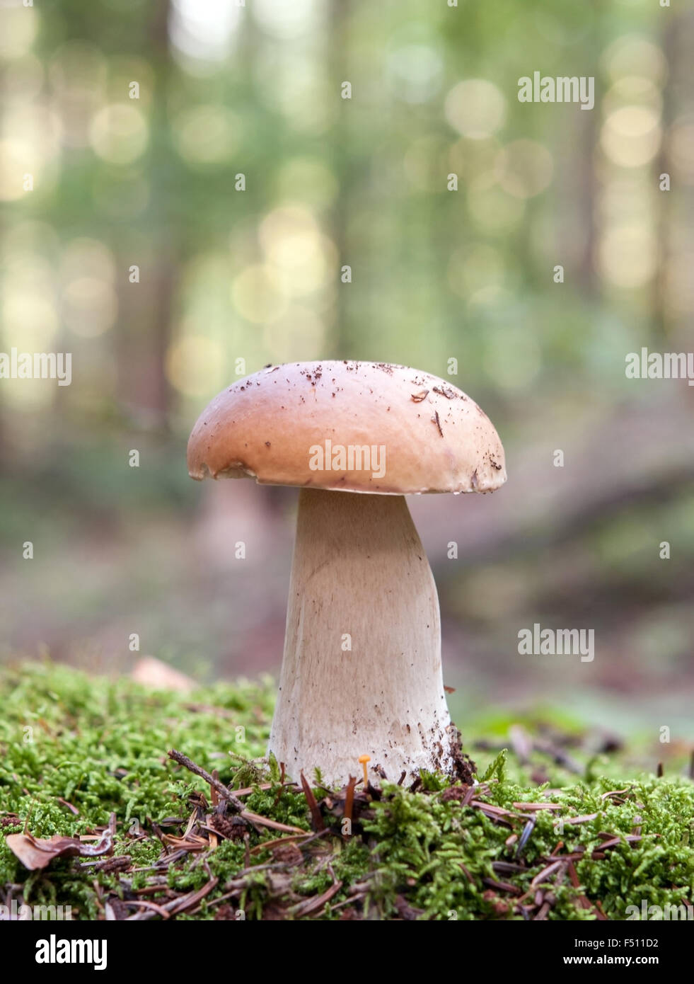 mushroom in forest close up Stock Photo - Alamy