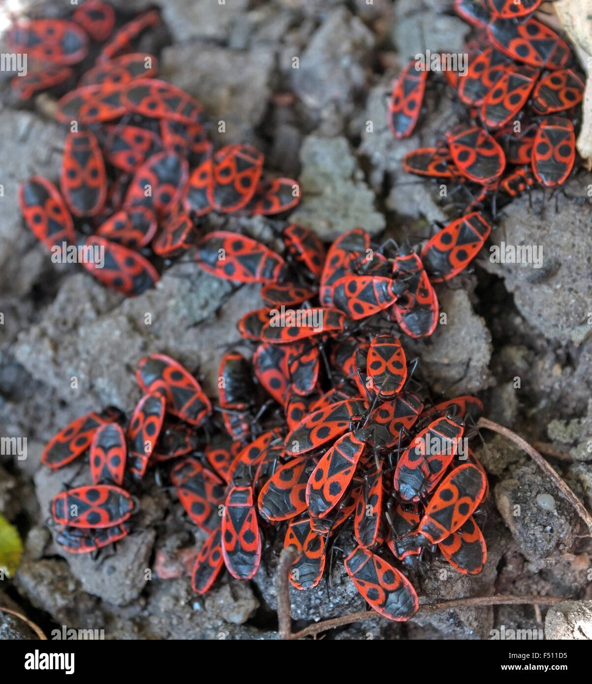 colony of Pyrrhocoris Apterus Stock Photo - Alamy