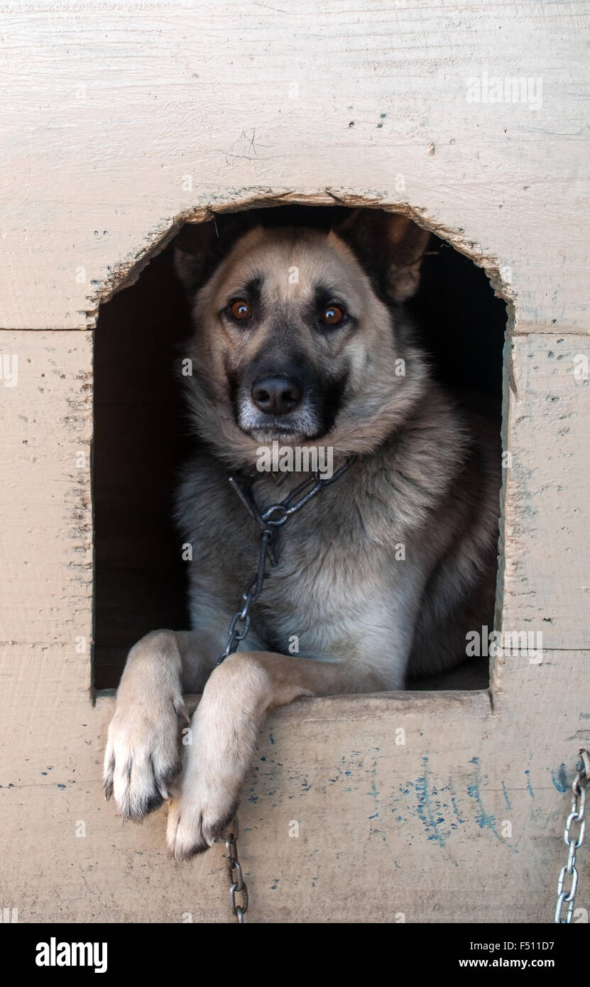 sheep dog is in a house Stock Photo - Alamy