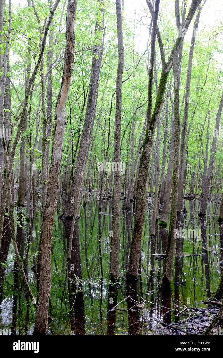 Wetland habitat native flora hi-res stock photography and images - Alamy