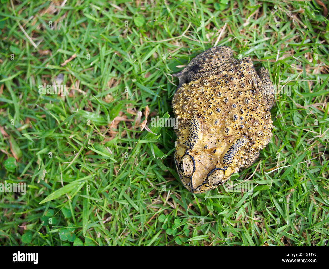 top view of green toad on the grass field Stock Photo - Alamy