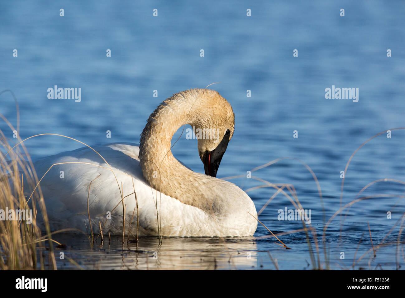 Beautiful black swan preening feathers hi-res stock photography and ...