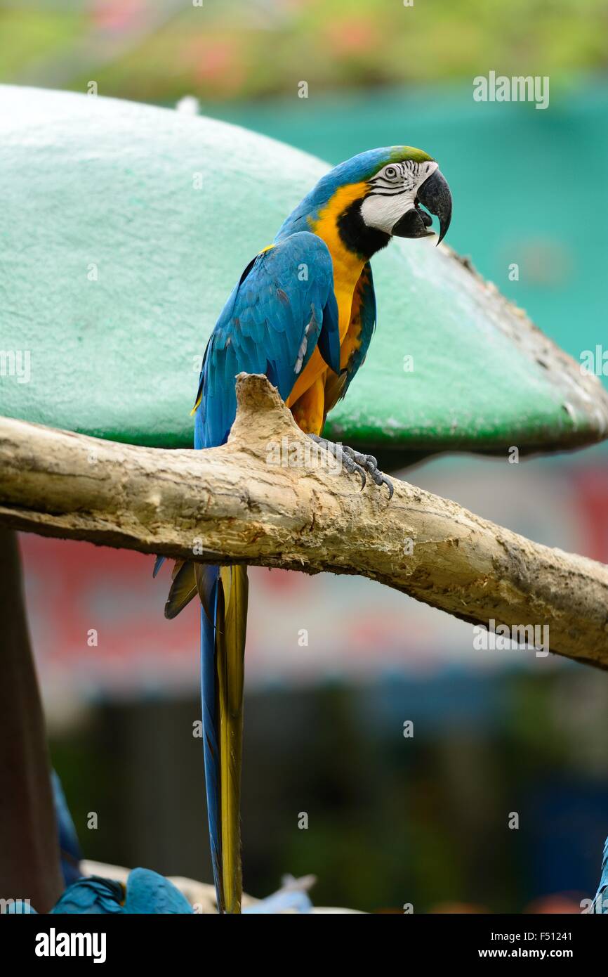 beautiful Blue-and-yellow Macaw (Ara ararauna), also known as the Blue-and-gold Macaw Stock ...