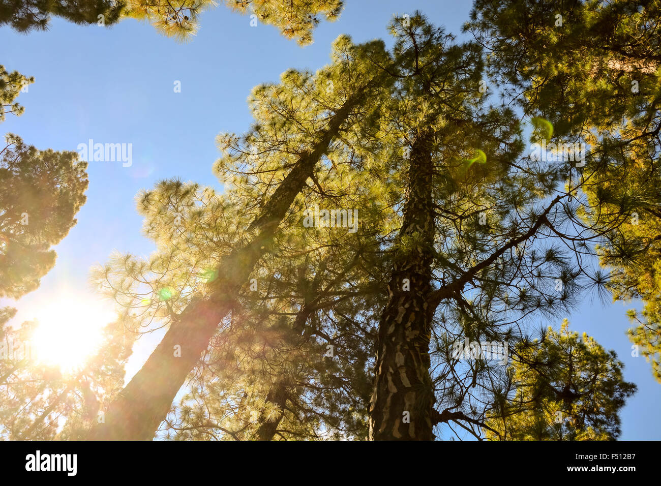 Pine Tree View Stock Photo - Alamy