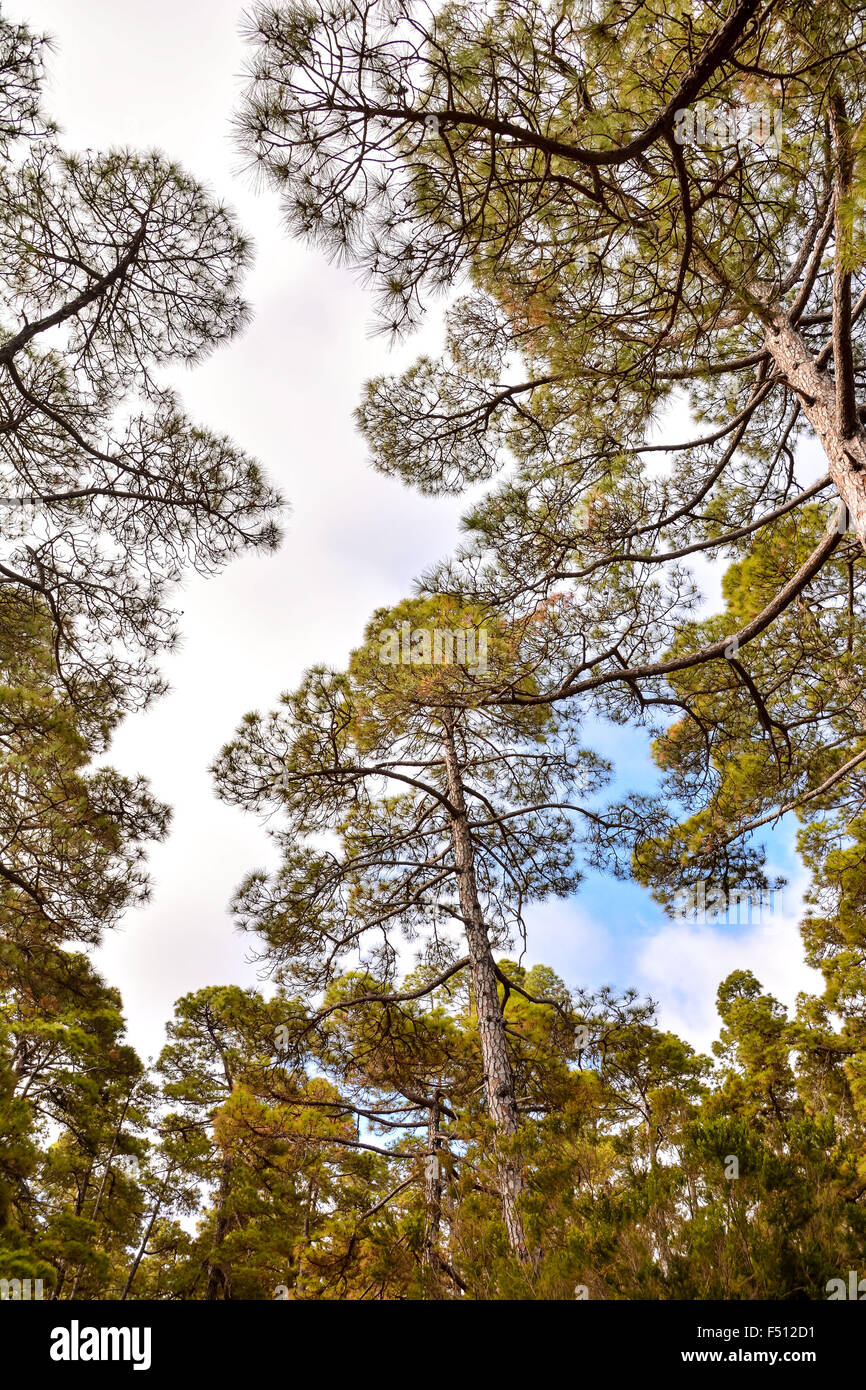 Pine Tree View Stock Photo - Alamy