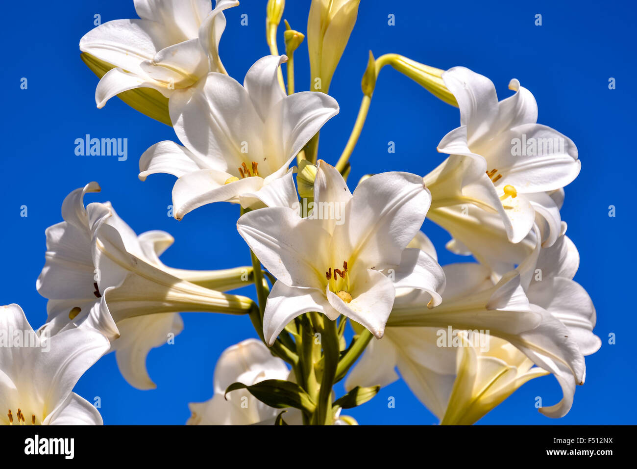 Flowwer bouquet hi-res stock photography and images - Alamy